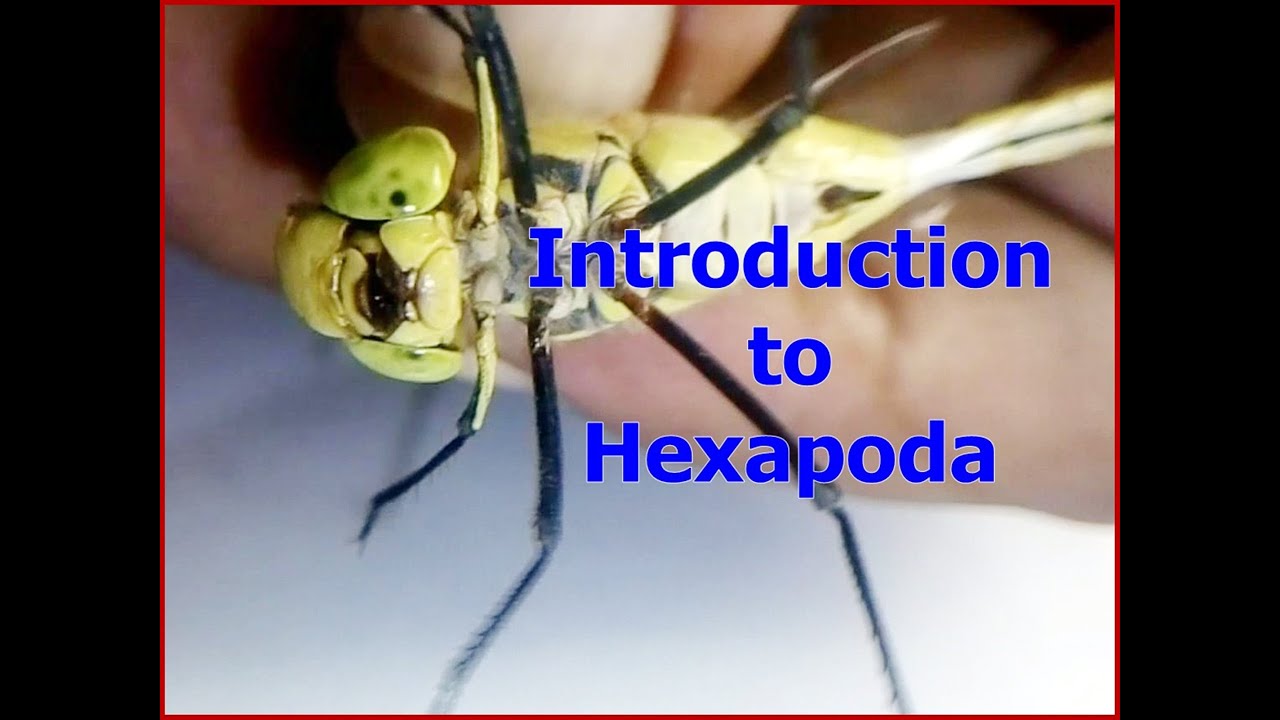 Ommatidium, a unit of the compound eye, পুঞ্জাক্ষি -০১, ওমাটিডিয়াম ্ ...