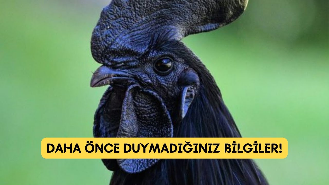 Tavuklar Hakkında 10 İnanılmaz Bilgi | Tavukların Özellikleri ...