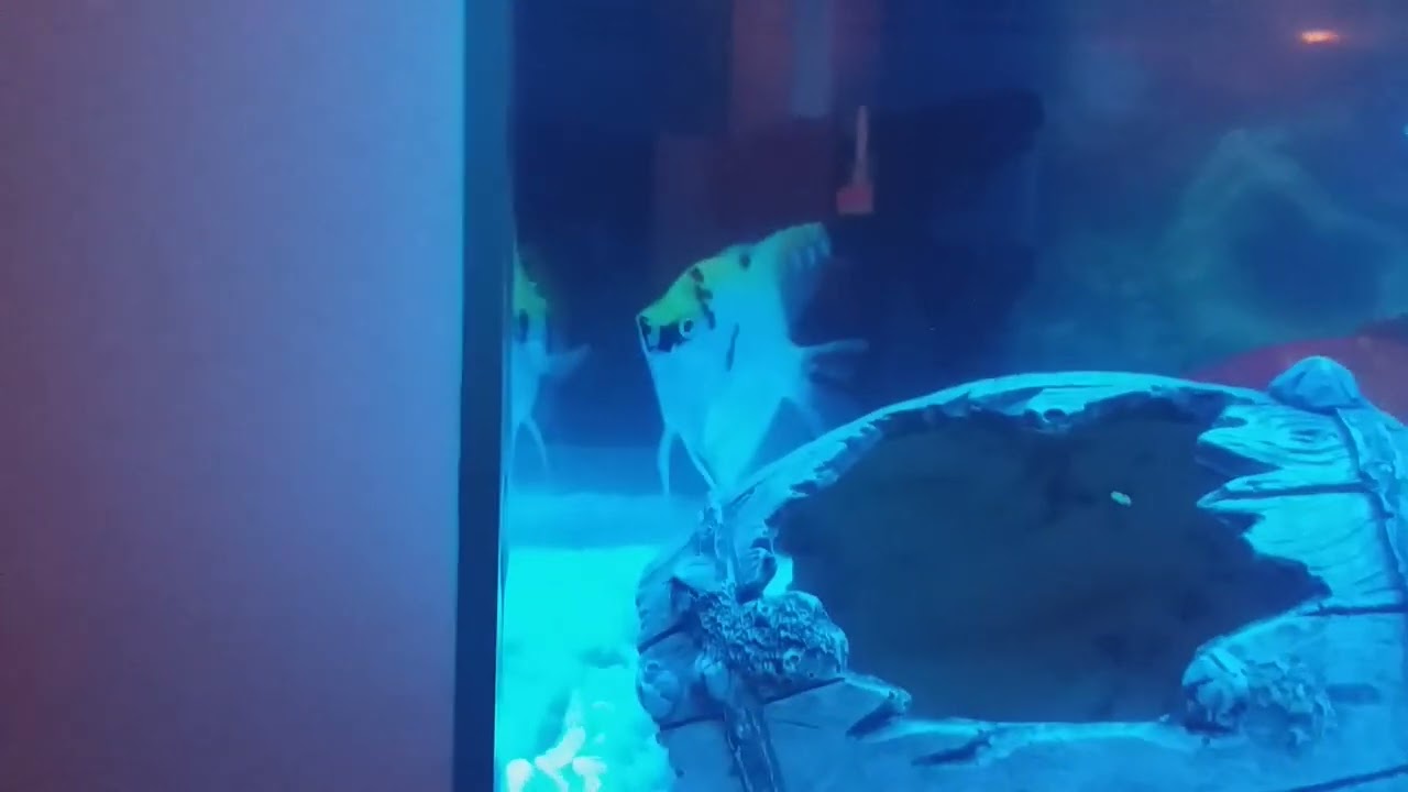 #The most beautiful ornamental fish with Ali mousa (1) - YouTube