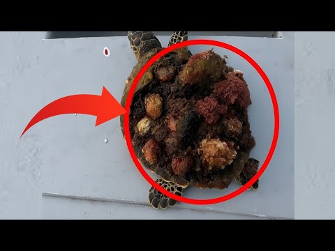 How to remove barnacles from turtle shell | Turtle Rescue | Animals ...