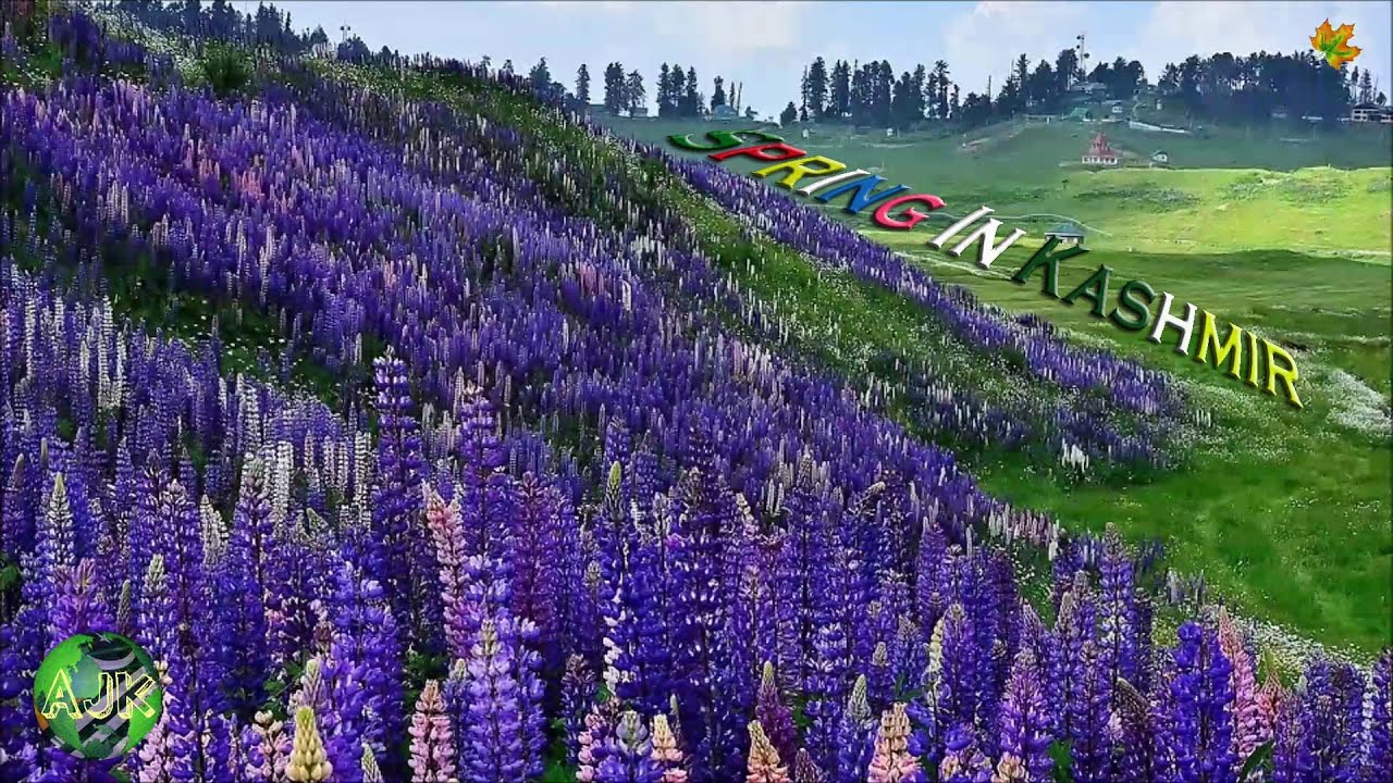 Spring in Kashmir, - YouTube