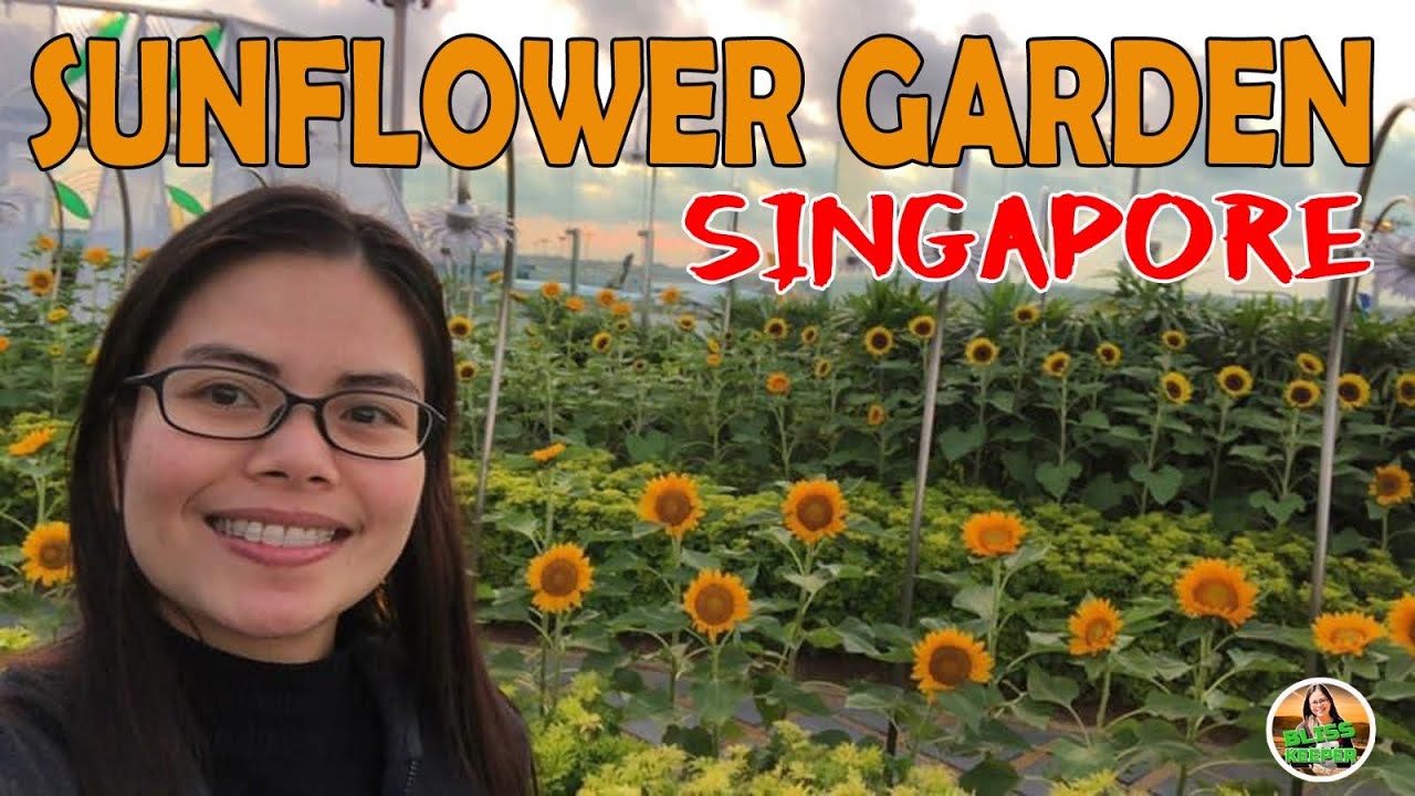 Sunflower Garden Singapore 2019 | Singapore Changi Airport Sunflower ...