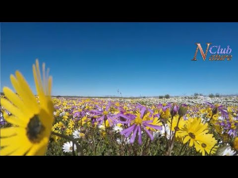 Flowers Swaying in the Breeze, the sound of nature and birds for ...