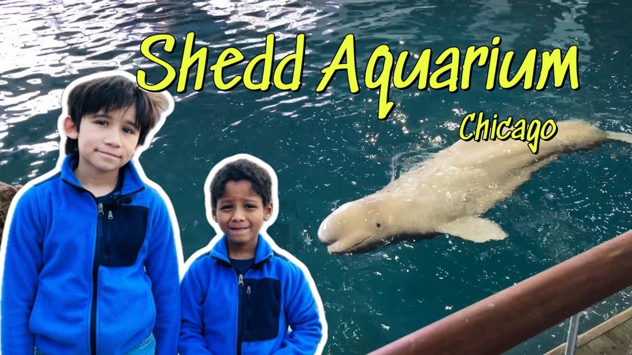 Unforgettable Day at the Shedd Aquarium: Diving into the Underwater ...