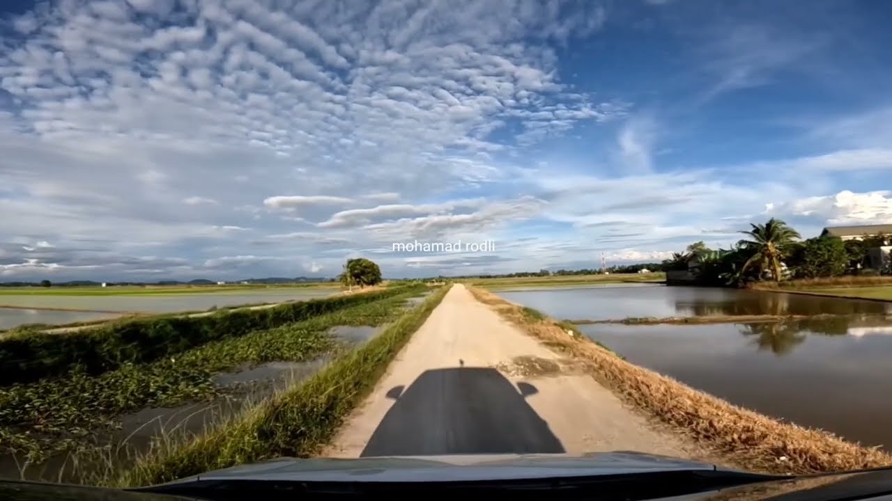 inilah perkampungan di Malaysia #permatang tinggi#petani paya keladi ...