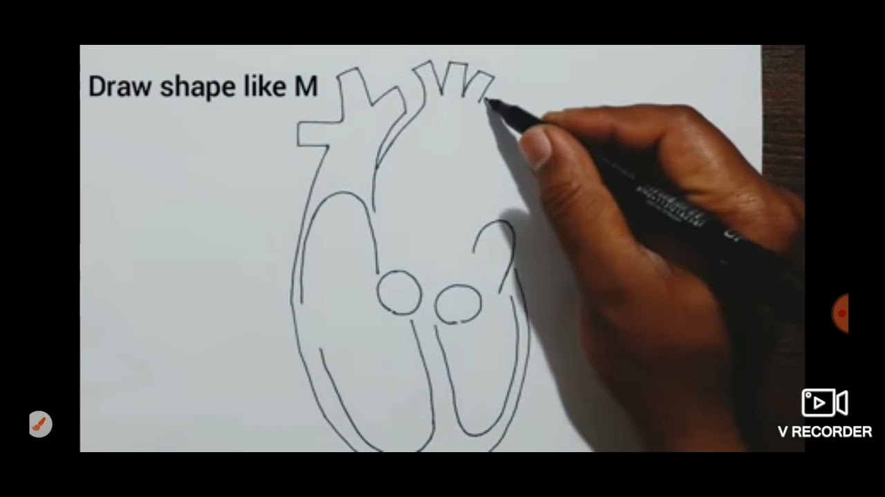 How to draw human heart 7th Science - YouTube