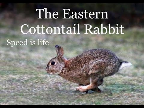 Eastern Cottontail Rabbits Mini Documentary - YouTube