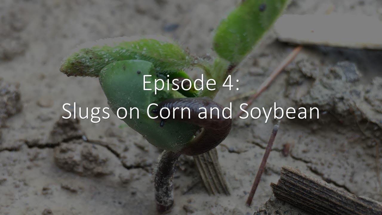 Episode 4: Slugs in Corn and Soybean - YouTube