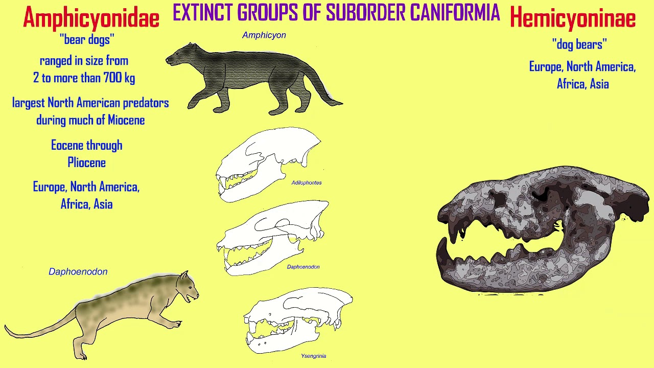 CARNIVORE SUBORDER CANIFORMIA - YouTube