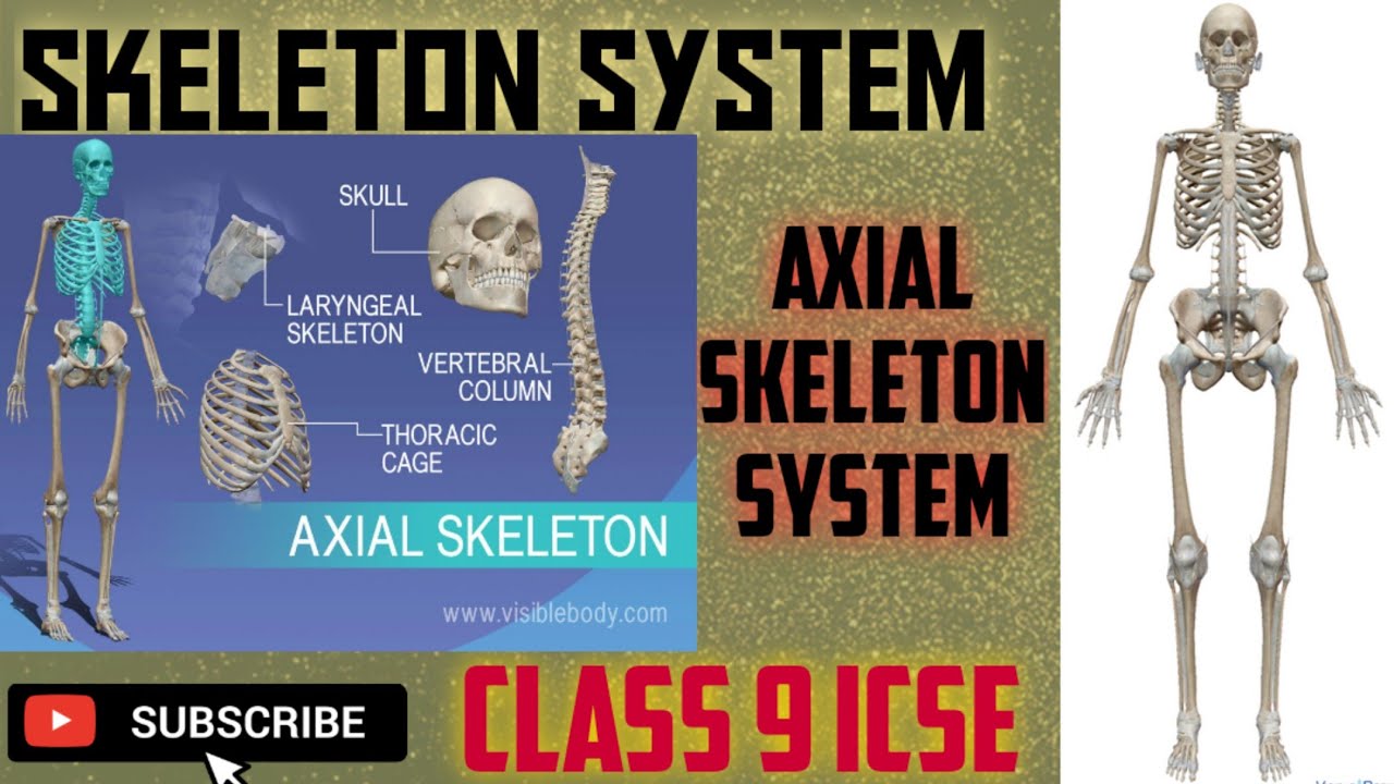 CLASS 9 :- SKELETON SYSTEM 💀 Part 2 ‎@ICSE easy Learn Biology - YouTube