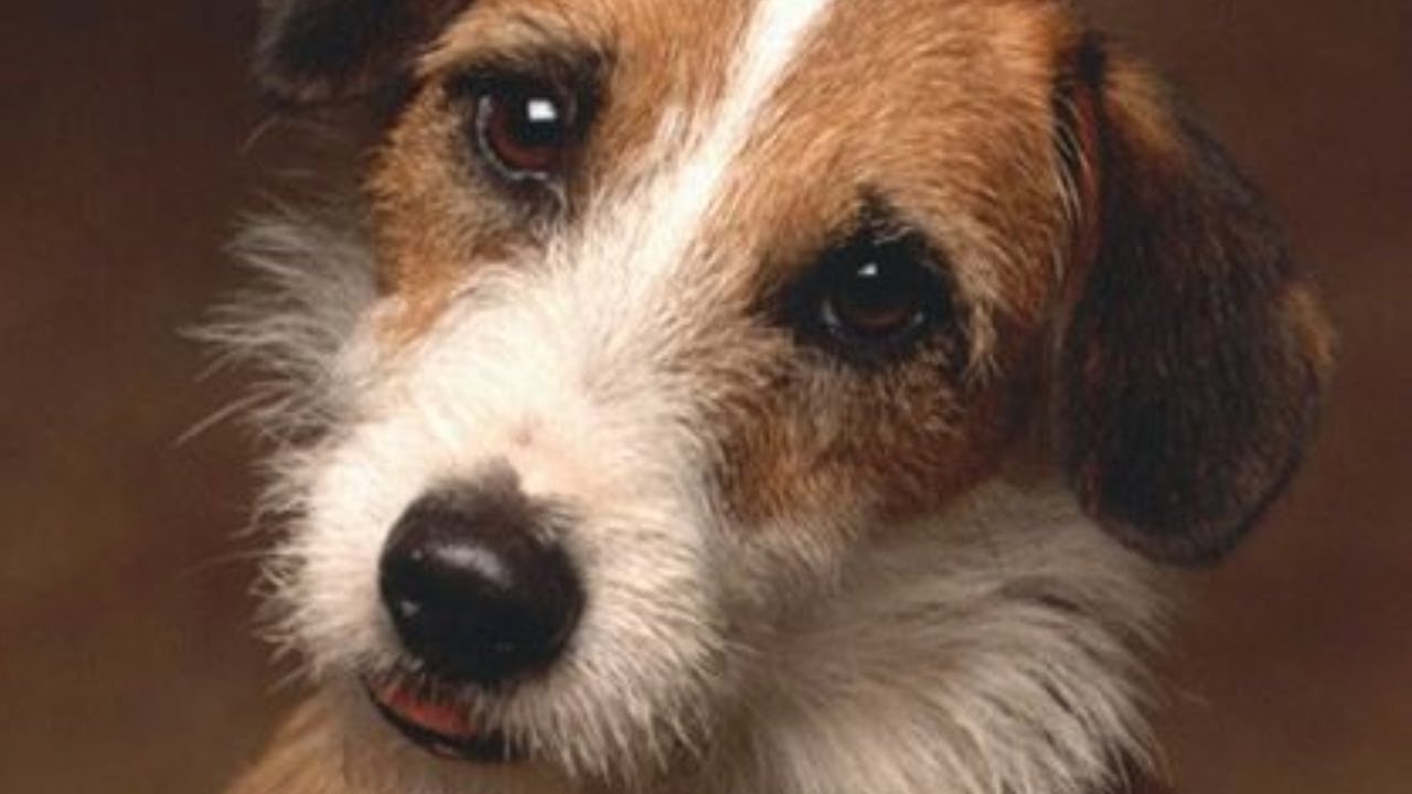 MEET EDDIE: The Beloved Canine Star of Frasier! - YouTube