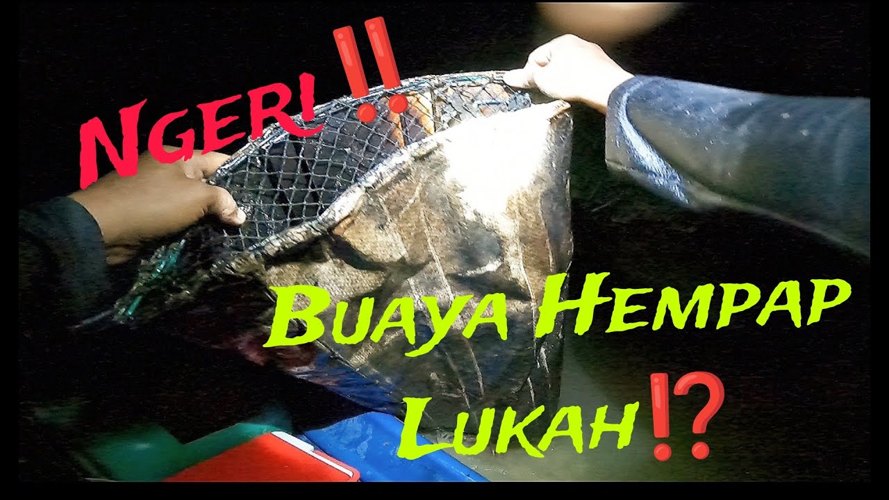 Buaya Hempap Lukah⁉️Terperanjat Nelayan lukahnya leper dihempap tapi ...