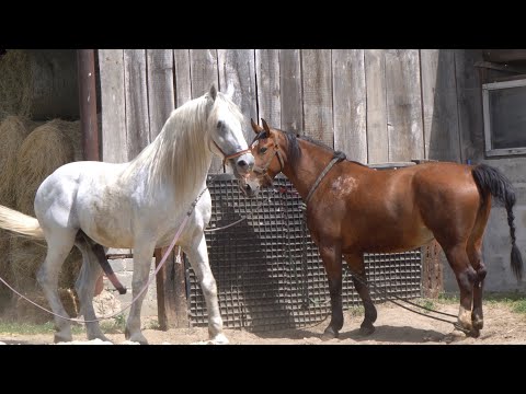 3 ogiery Śląskie i 7 klaczy w starym typie- hodowla Jana Cieliczko