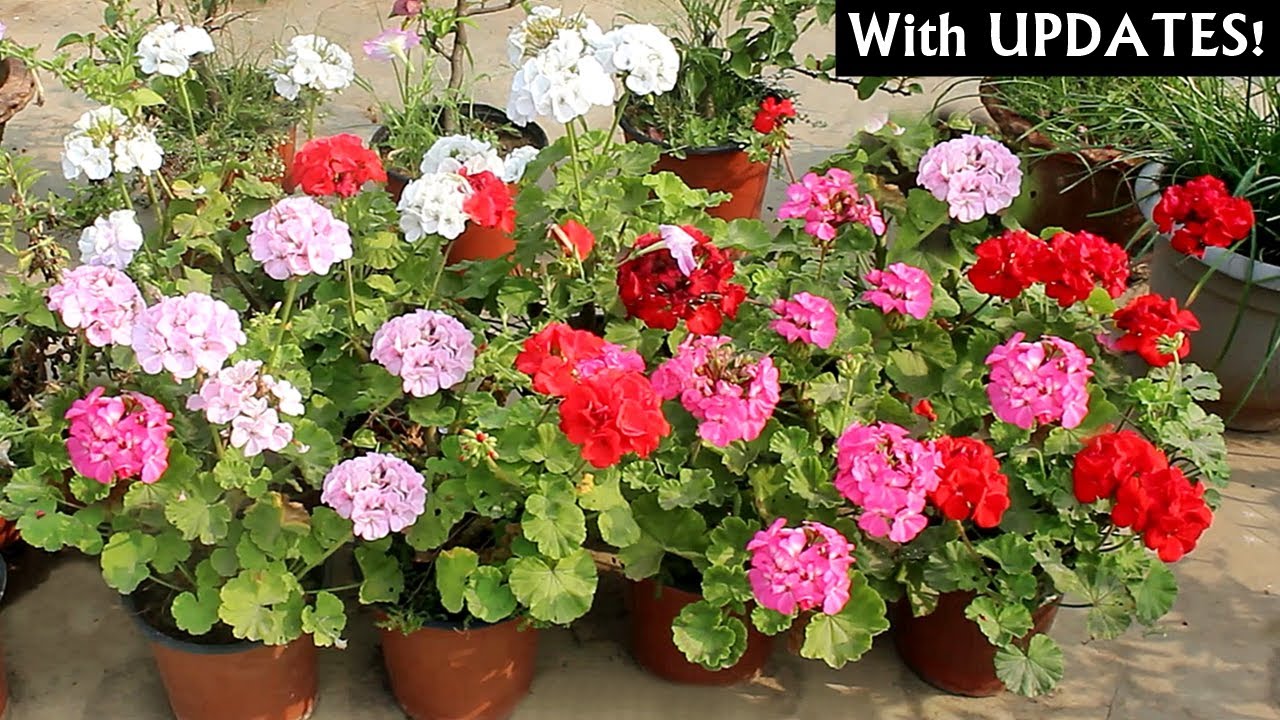 RIGHT Way To GROW Geranium From SEEDS [A-Z Info With ALL CARE Tips ...
