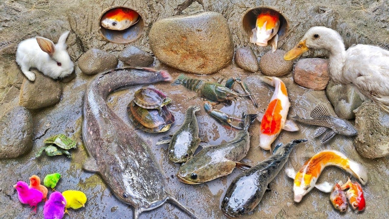 Finding Ornamental Fish in Holes, Turtles, Koi Fish, Big Catfish ...