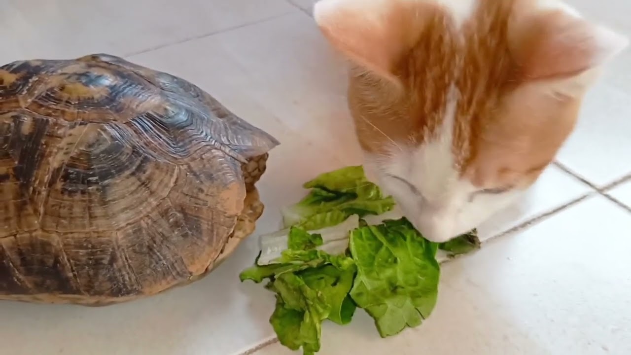Funny Turtle Videos - YouTube