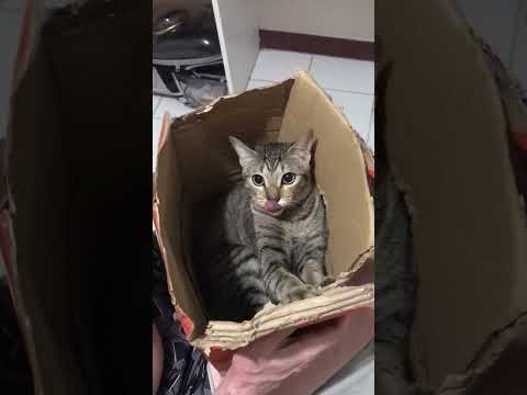 Shopee Package 📦🤣🐈 #cat #catvideos #catlover - YouTube