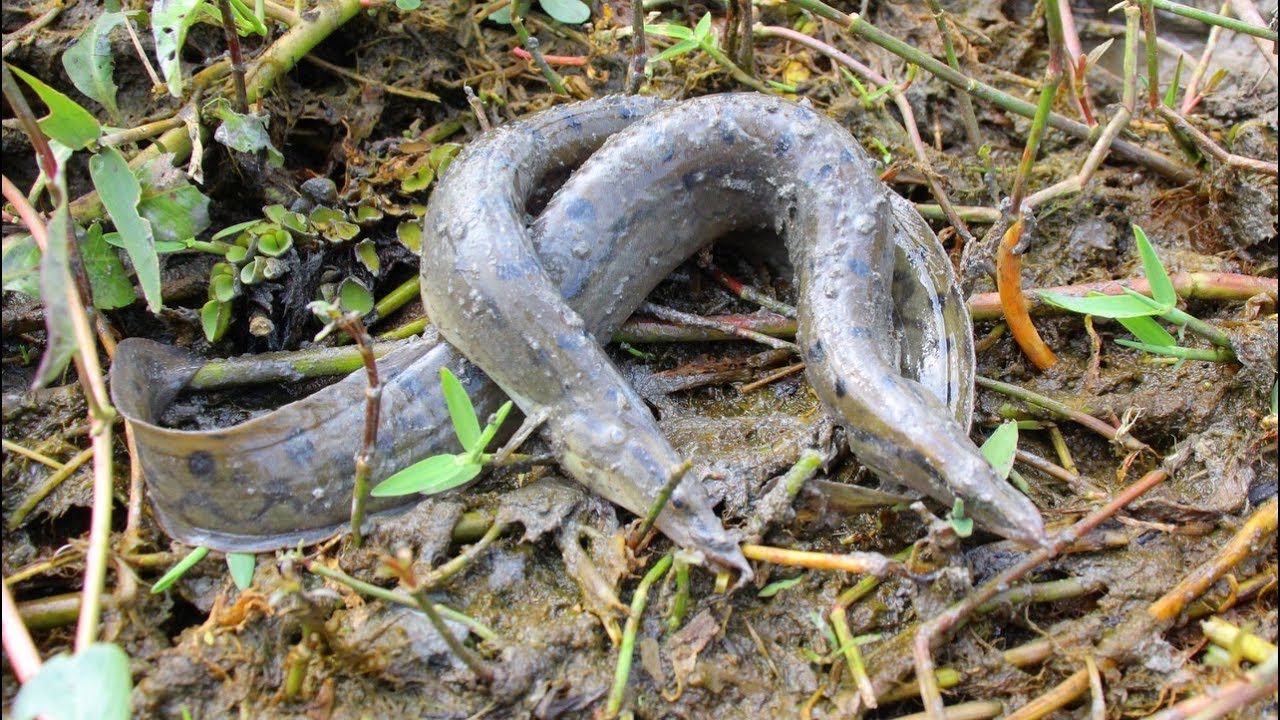 Eel \ Vaam Fish Catching | Fishing Eel Fish in Hole by Hand | Best Vaam ...
