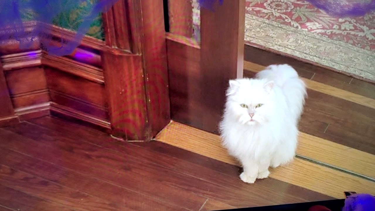 Stuart Little 2 - Snowbell Sings A Song Scene - YouTube