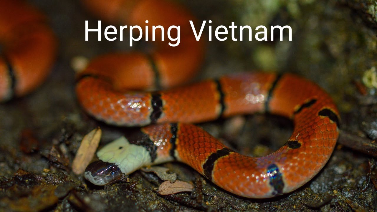 Herping Vietnam - Rarely Seen Coral Snakes and Pit Vipers - YouTube