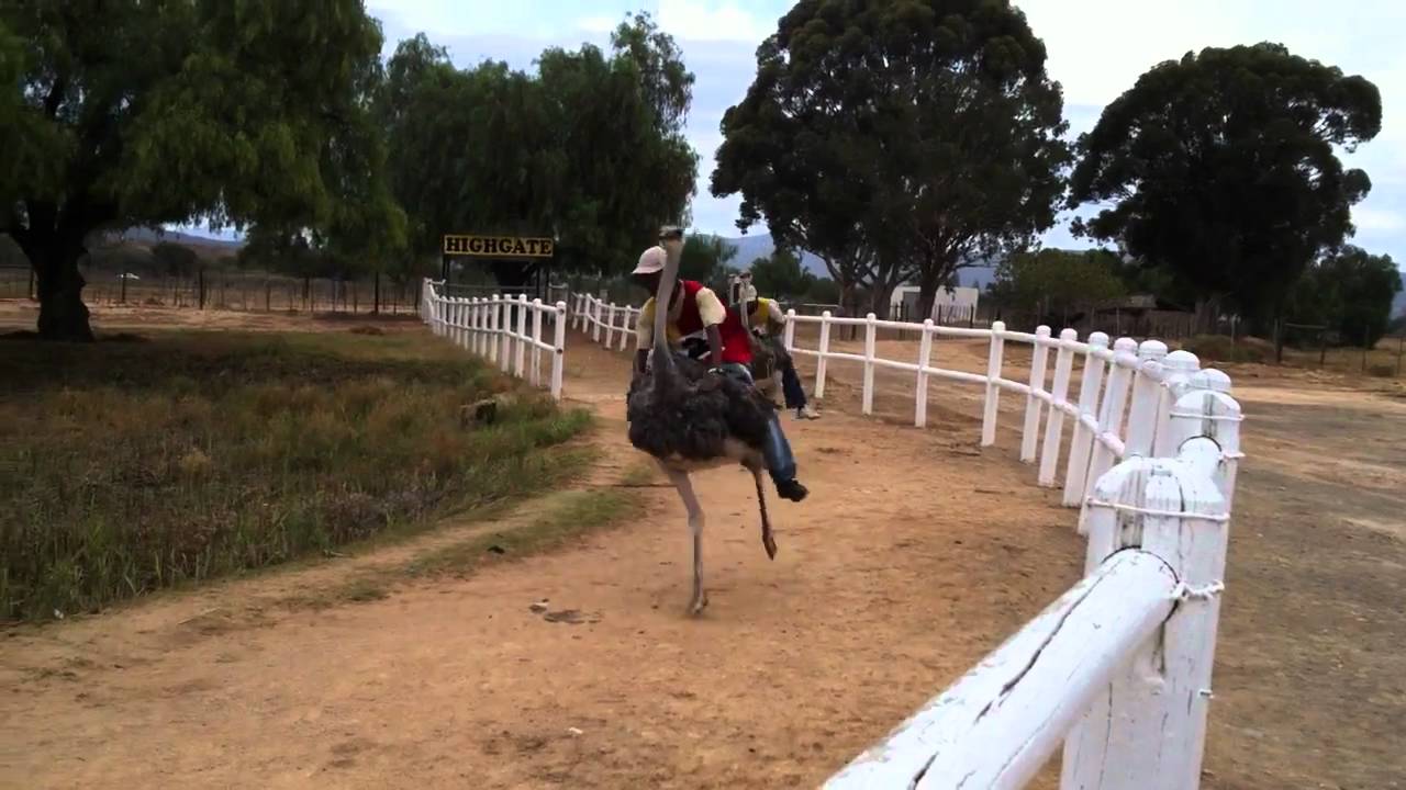 The Ostrich Race - YouTube