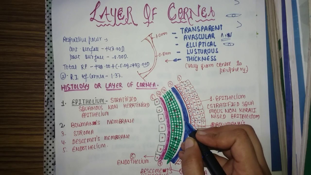 Histology of cornea -- LAYERS OF CORNEA || functions - YouTube