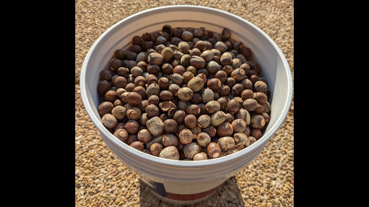 Corona Quick Collector. ACORN MIRACLE TOOL 🔥 - YouTube