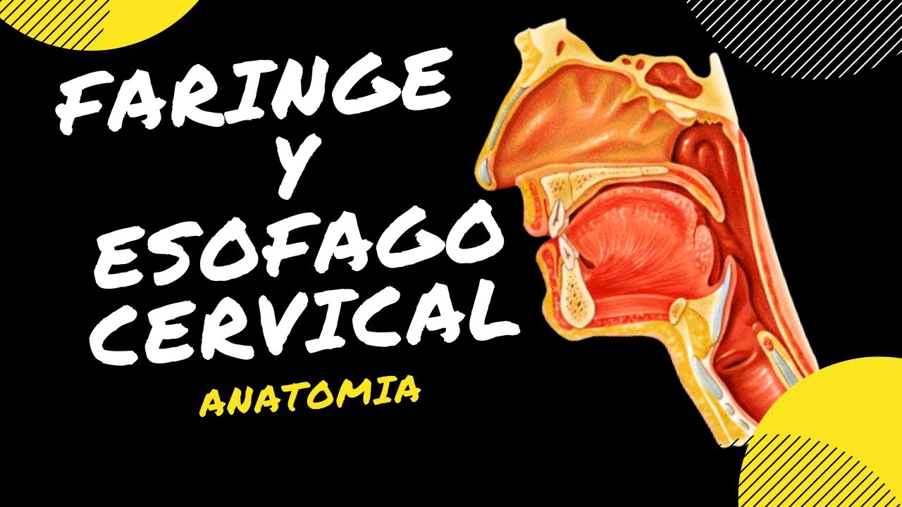 CABEZA Y CUELLO - FARINGE Y ESOFAGO CERVICAL - ANATOMIA - YouTube