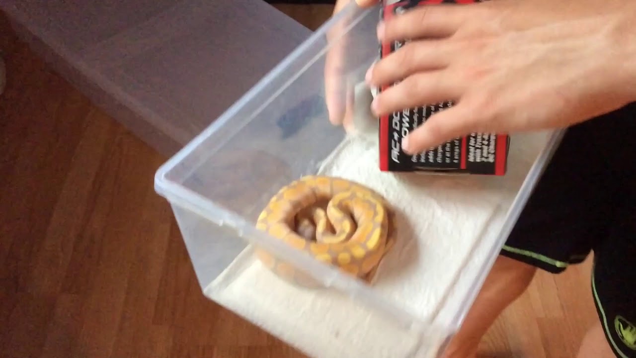 Reviewing Our Snake Room (Banana Fire, Spider, Blade And Normal Ball Pythons) Room Is Still ...