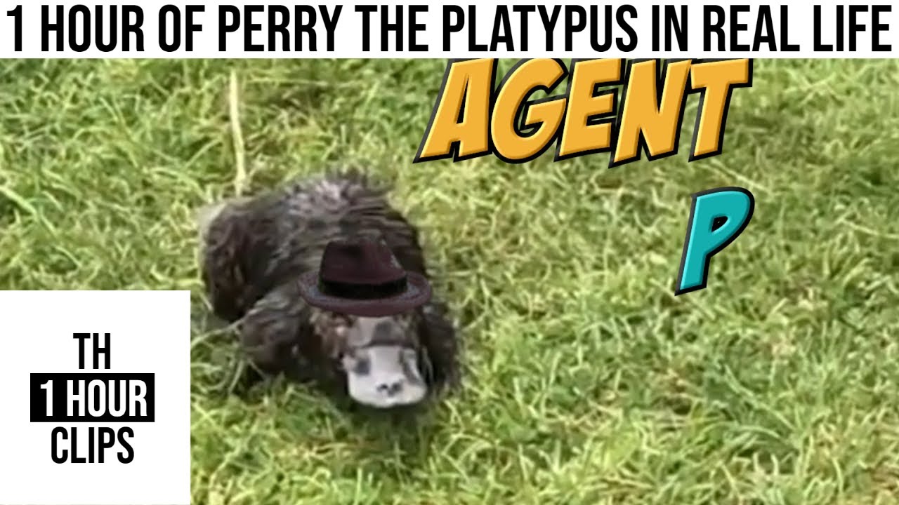 1 Hour of Perry the Platypus in Real Life - YouTube