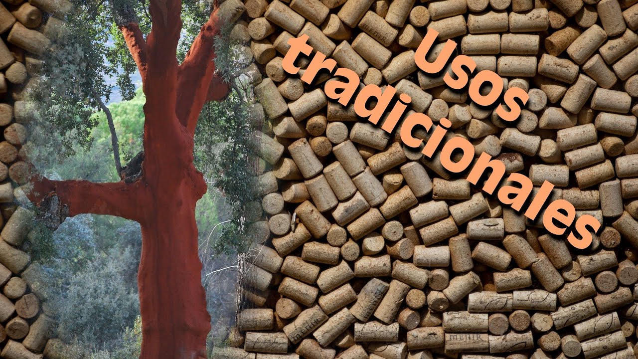 🌳Plantas de uso tradicional 13: El ALCORNOQUE (Quercus suber) - YouTube