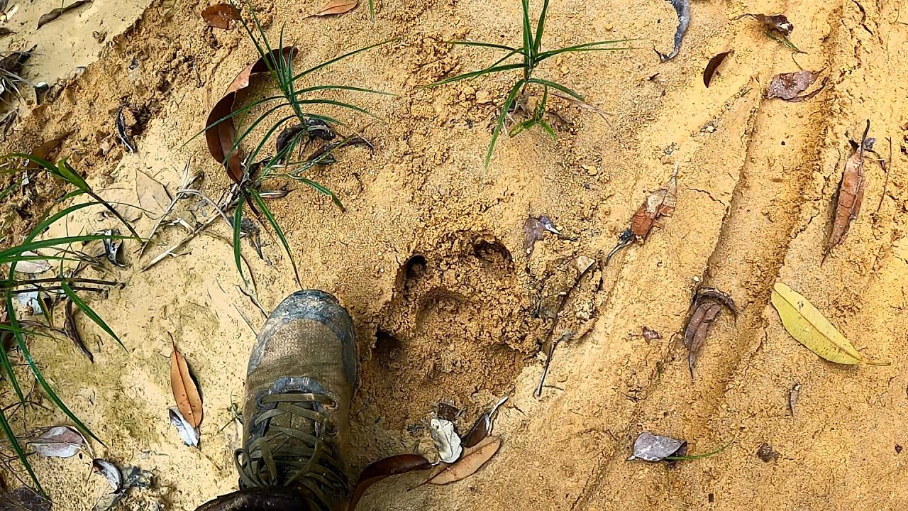 Mengenal kesan tapak kaki Tapir. - YouTube