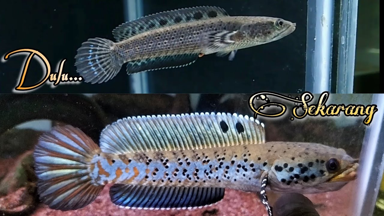 Channa Orna YL‼️ Dulu Buluk || Sekarang Warna Membiru Dan Dot Tebal ...