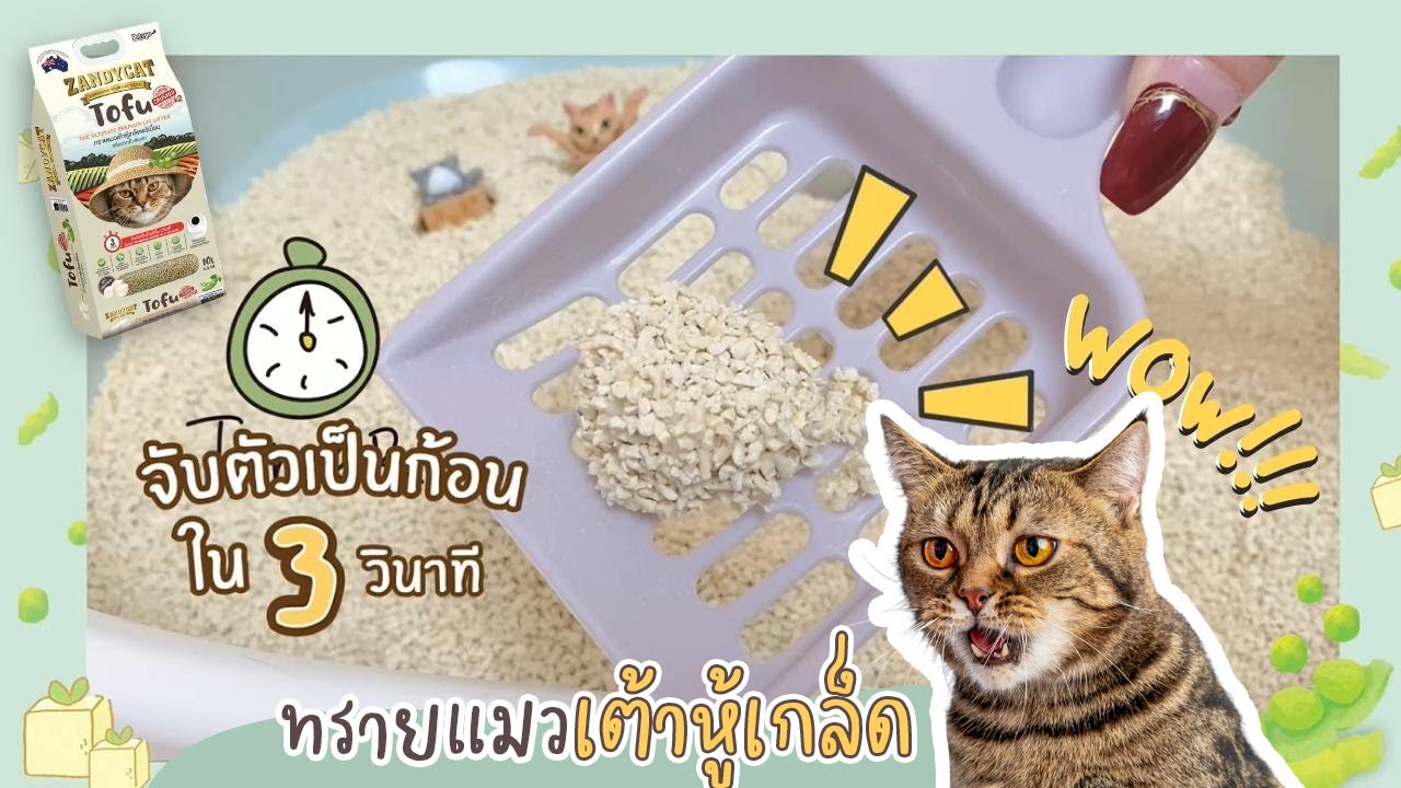ZANDYCAT Tofu ทรายแมวเต้าหู้เกล็ด พรีเมี่ยม - YouTube