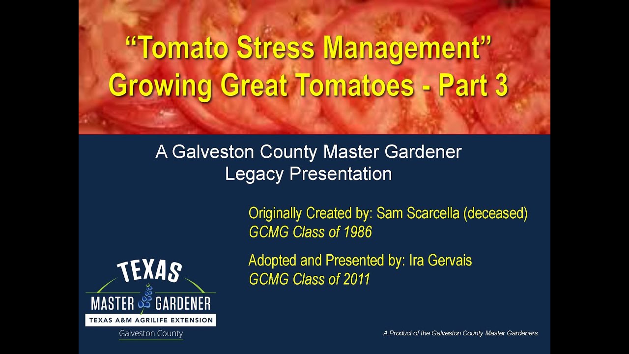 Tomato Stress Management - Growing Great Tomatoes, Part 3 of 3 - YouTube