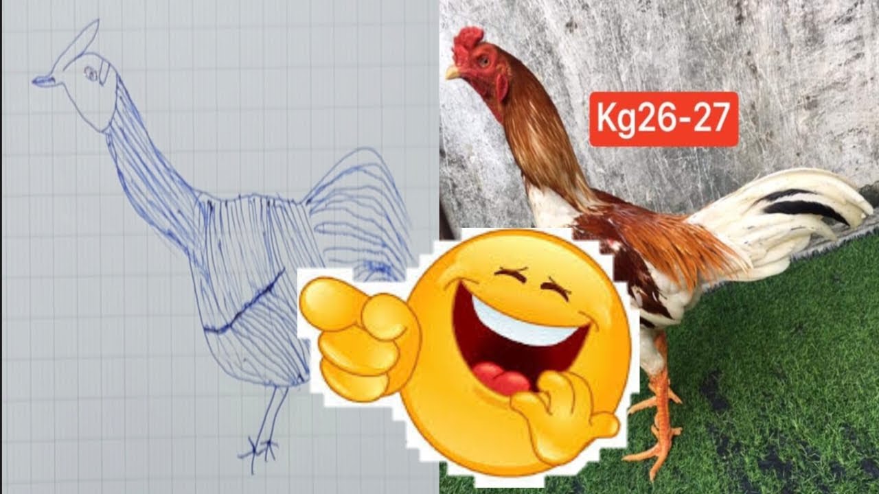 Funny chicken drawing - YouTube
