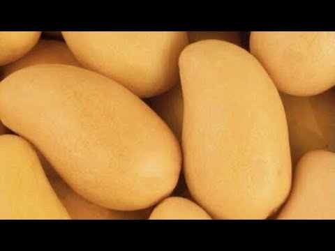 How To Pick Out PERFECT Ataulfo Mangoes! 🥭👑🥭 - YouTube