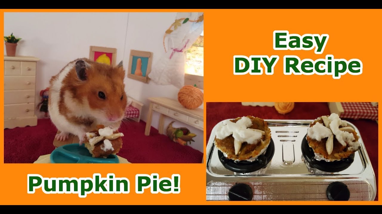 HAMSTER EATING PUMPKIN PIE - Easy DIY Recipe - YouTube