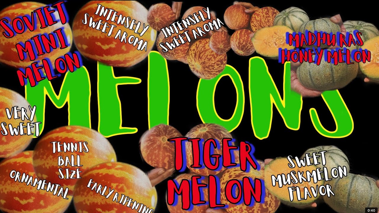 Three melons all sweet, all fragrant, all delicious - YouTube