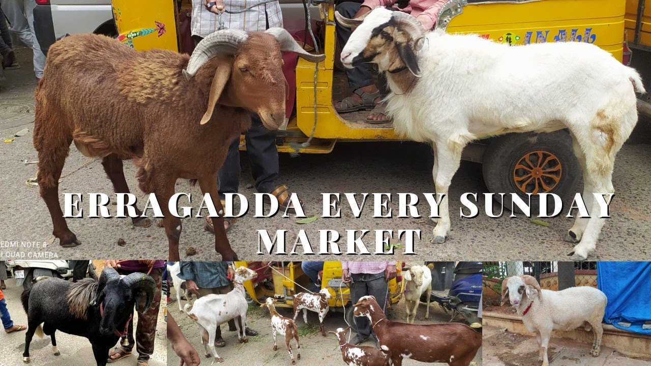 Erragadda every Sunday Market update - YouTube