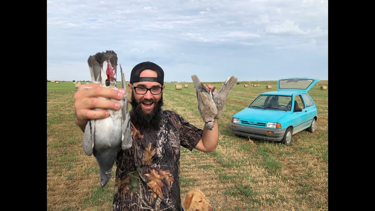 Banded Pigeon Hunt with Bonus Euro Doves (Catch Clean Cook) - YouTube