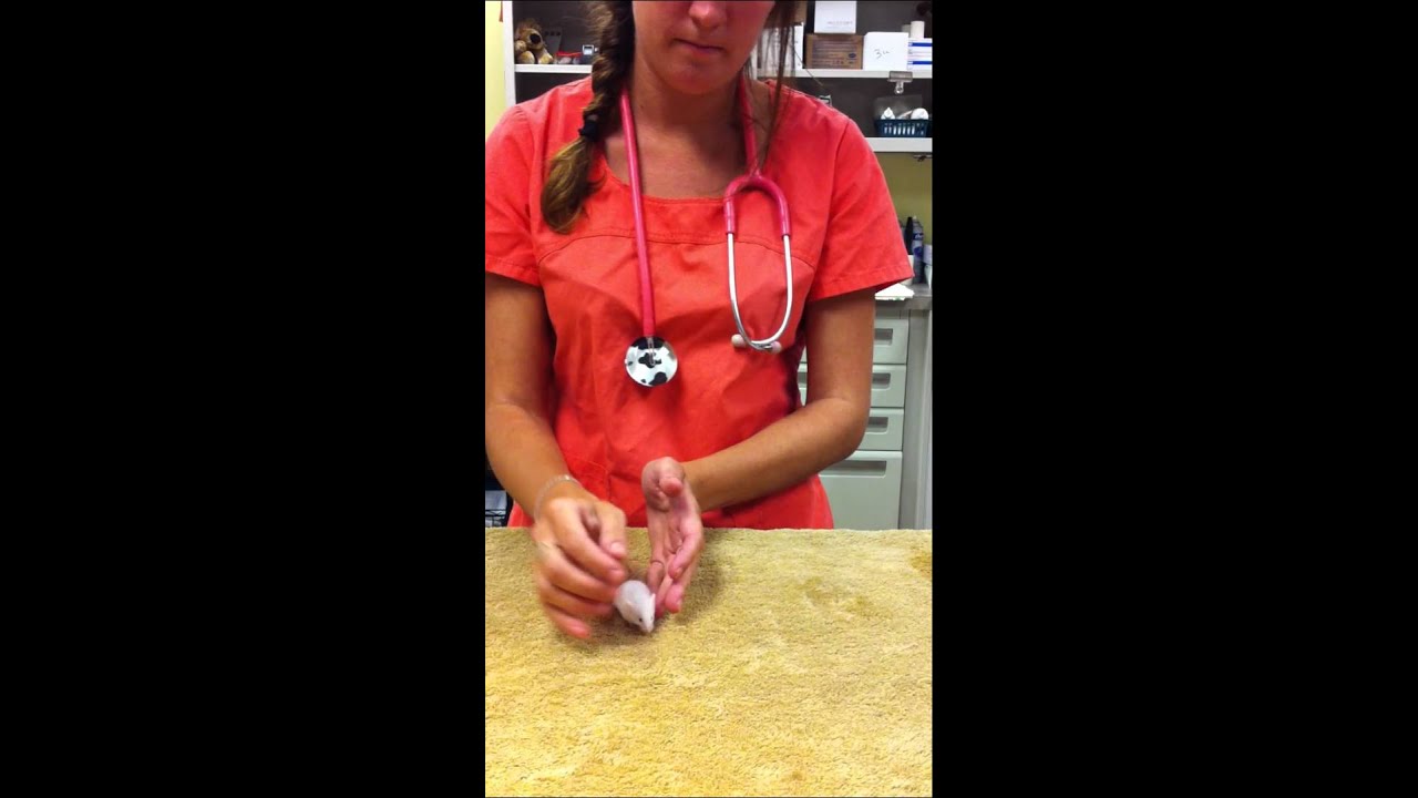 Handling mouse by scruff - YouTube