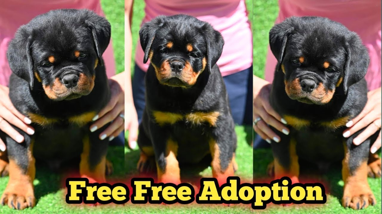 FREE FREE FREE ! Rottweiler Puppies For Adoption Only For Quality Lover ...