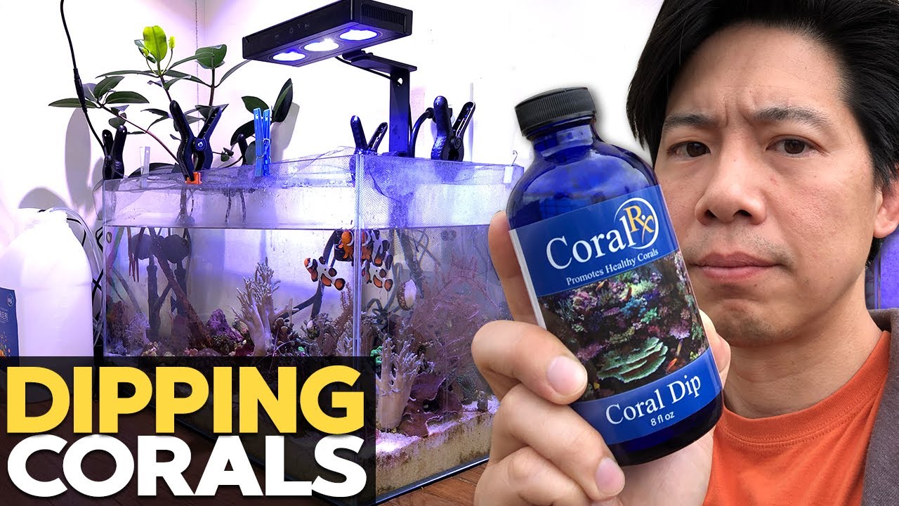 Mangrove Tank Update + Dipping Corals with Coral RX! - (17g - 3/15/2020 ...