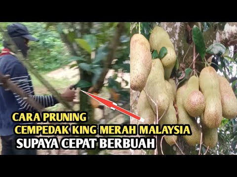 pruning cempedak king merah Malaysia supaya pohon rendah cepat berbuah ...