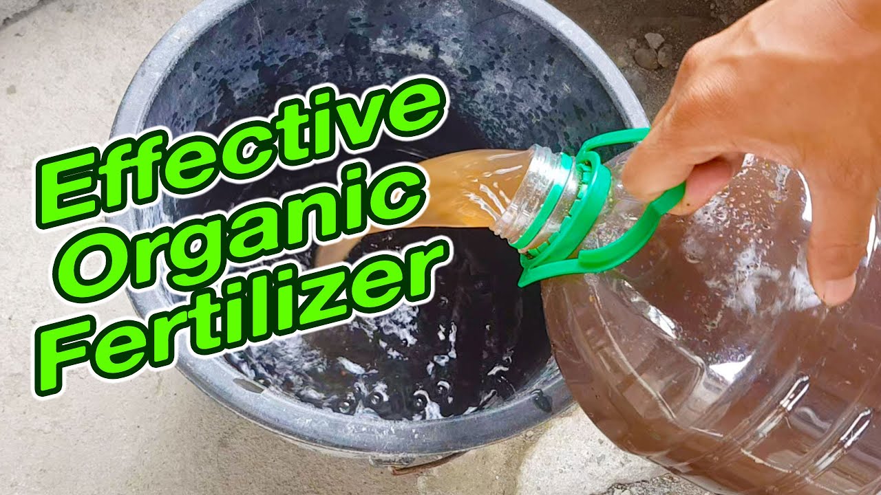 Very Effective Organic Fertilizer : Vermicast | Worm Tea - YouTube