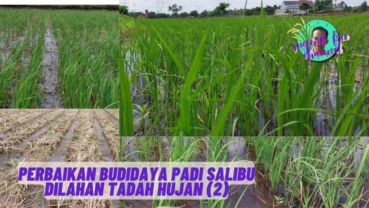 perbaikan pola tanam padi salibu (2) - YouTube