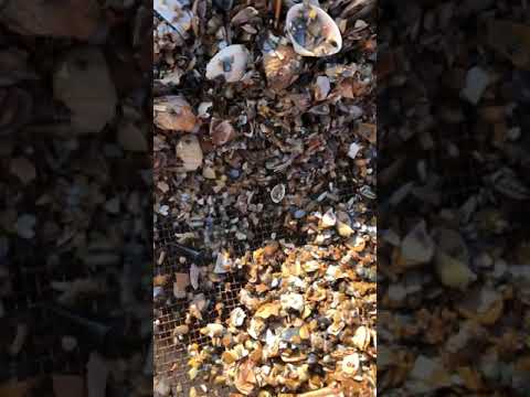 Haaientanden zoeken in cadzand