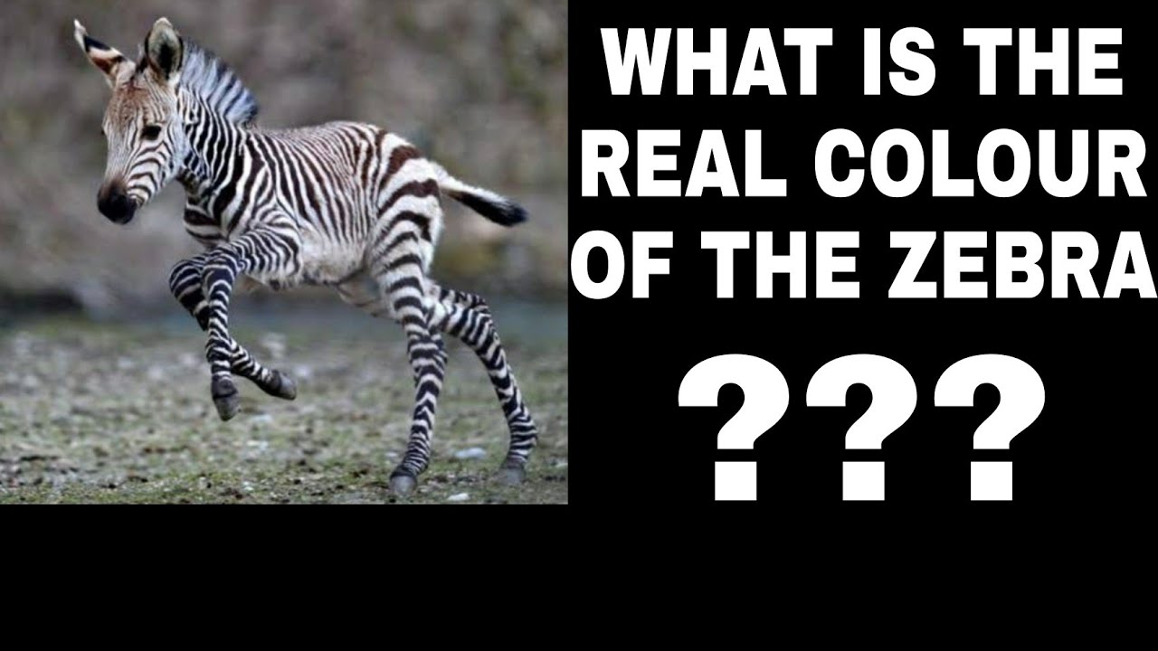 What is the real colour of the Zebra??? - YouTube