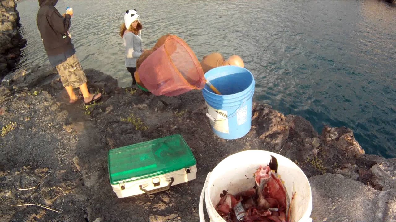 Chumming for Sharks - YouTube